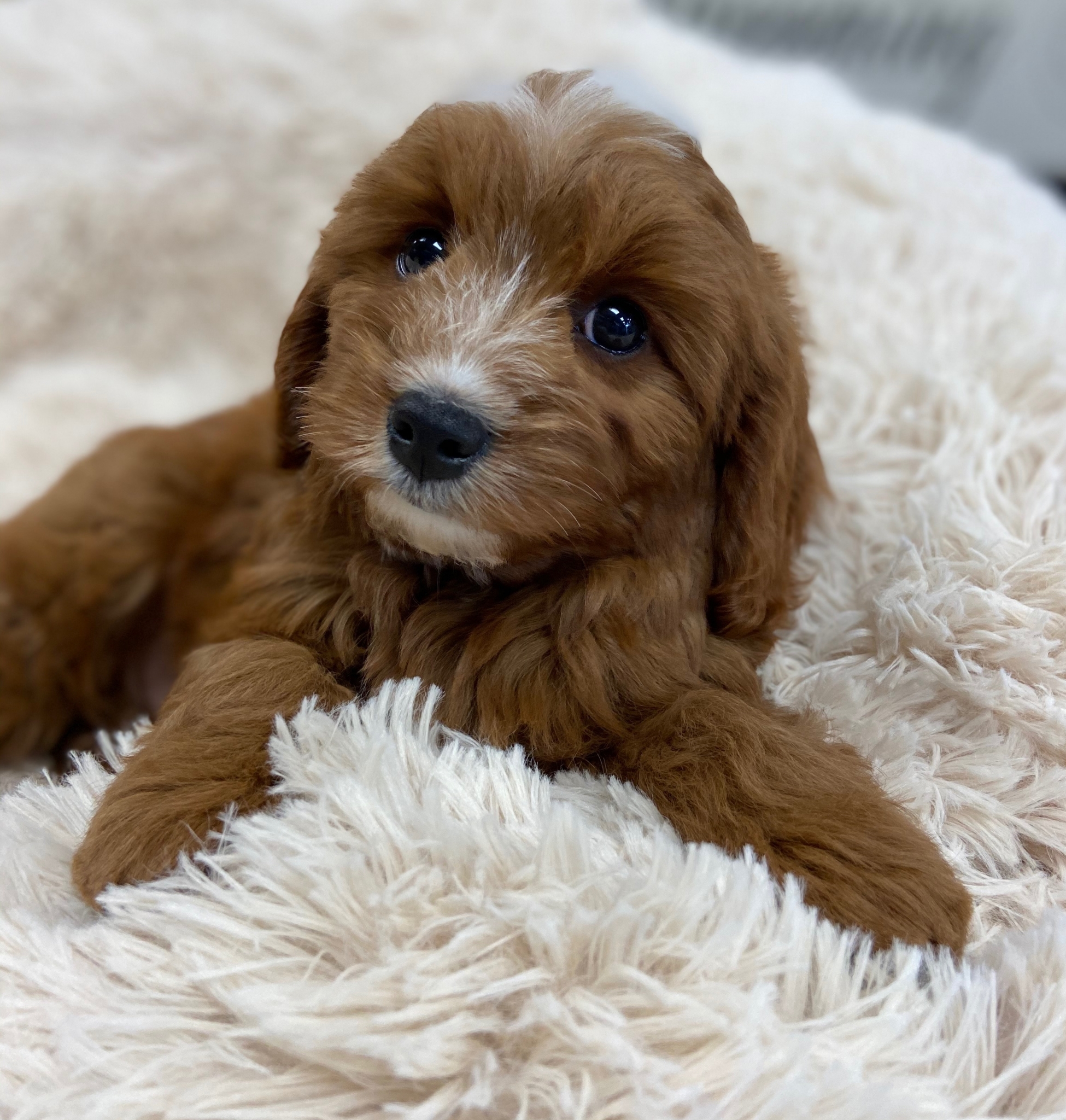 Happy (Cavapoo) - Love My Puppy