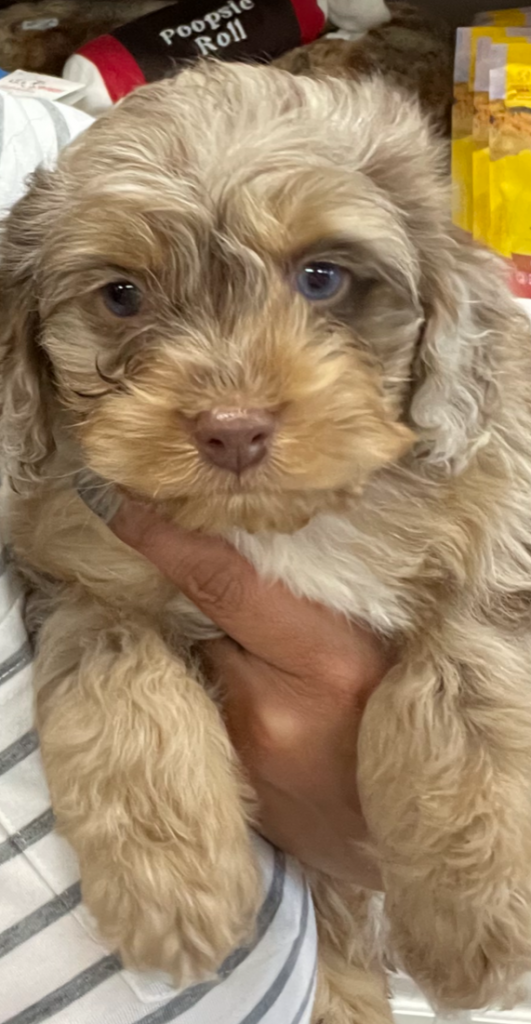 Blue (CockaPoo) - Love My Puppy