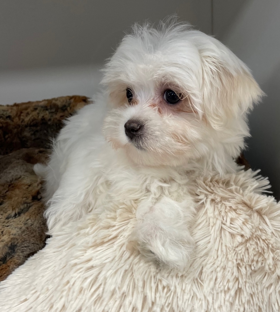 Breck (Havamalt) - Love My Puppy