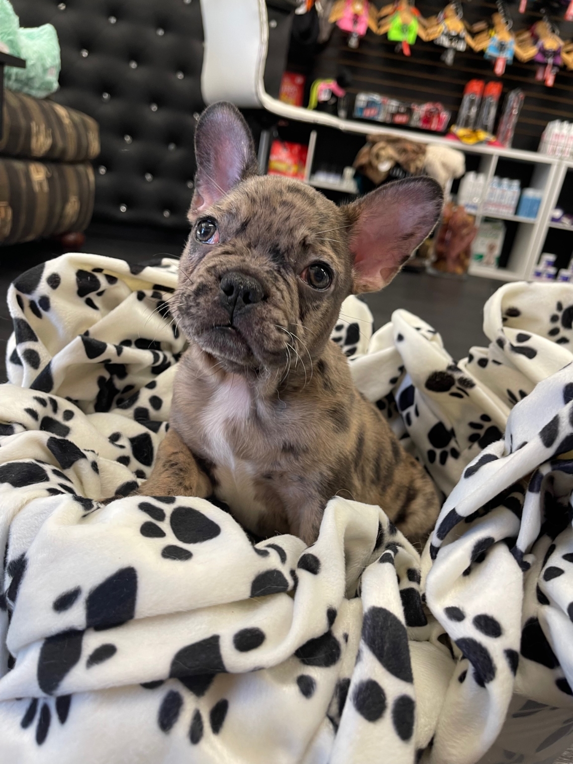 Marble (Frenchie) - Love My Puppy