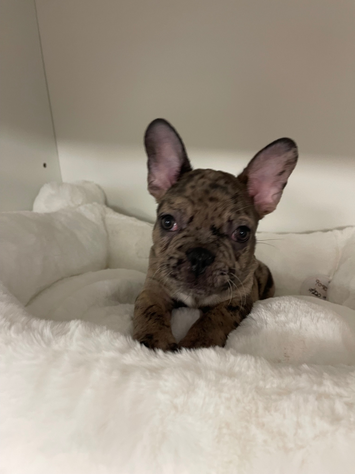 Marble (Frenchie) - Love My Puppy