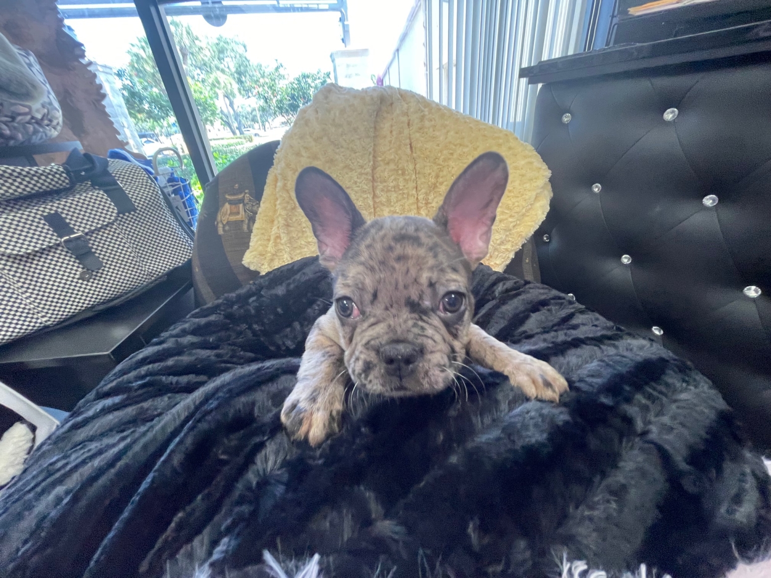 Marble (Frenchie) - Love My Puppy