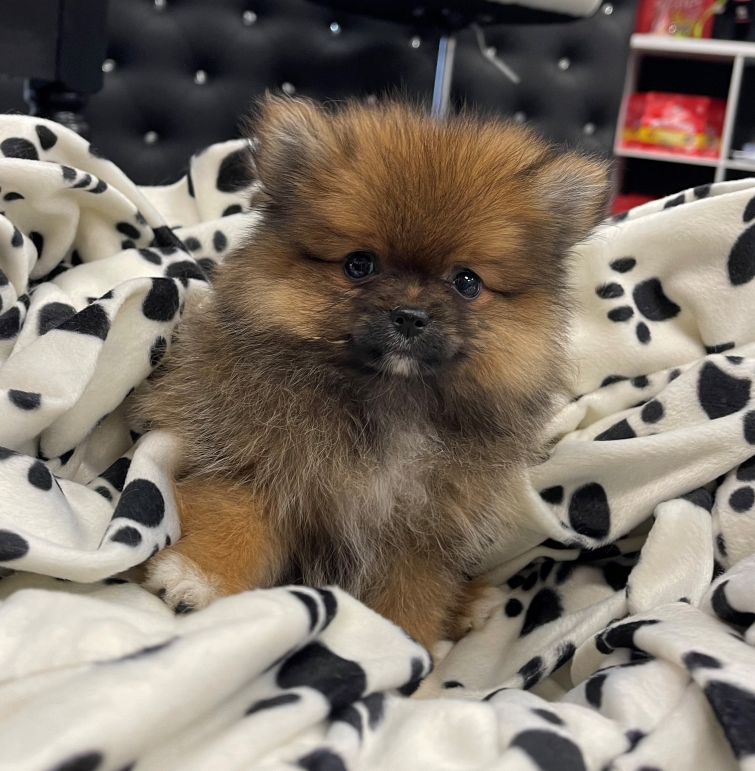 Suki (Pomeranian) - Love My Puppy