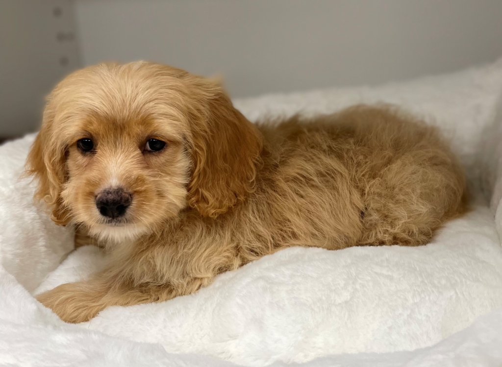 Button (Cockapoo) - Love My Puppy