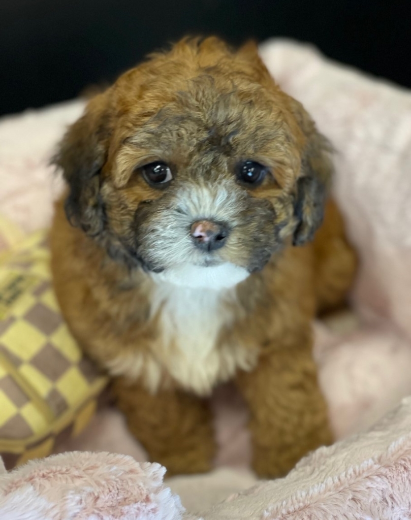 Ripple (Teddy Bear-Poo) - Love My Puppy