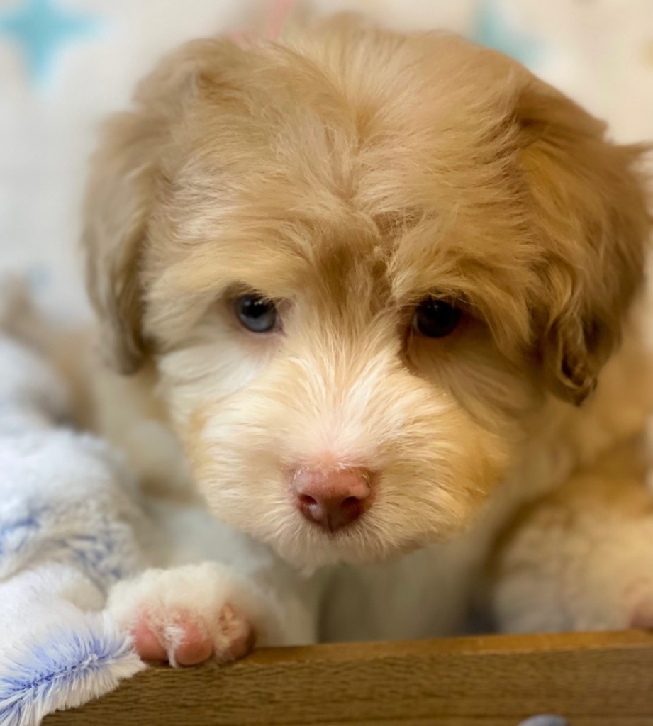 Titus (Mini Aussiedoodle) - Love My Puppy