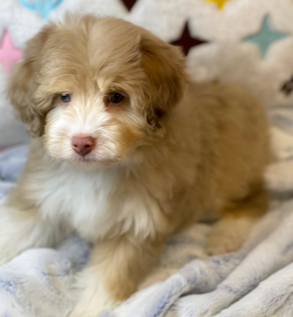 Titus (Mini Aussiedoodle) - Love My Puppy