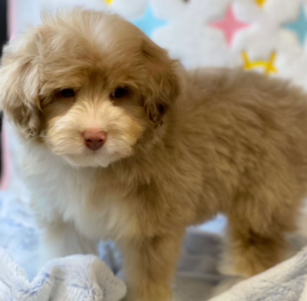 Titus (Mini Aussiedoodle) - Love My Puppy