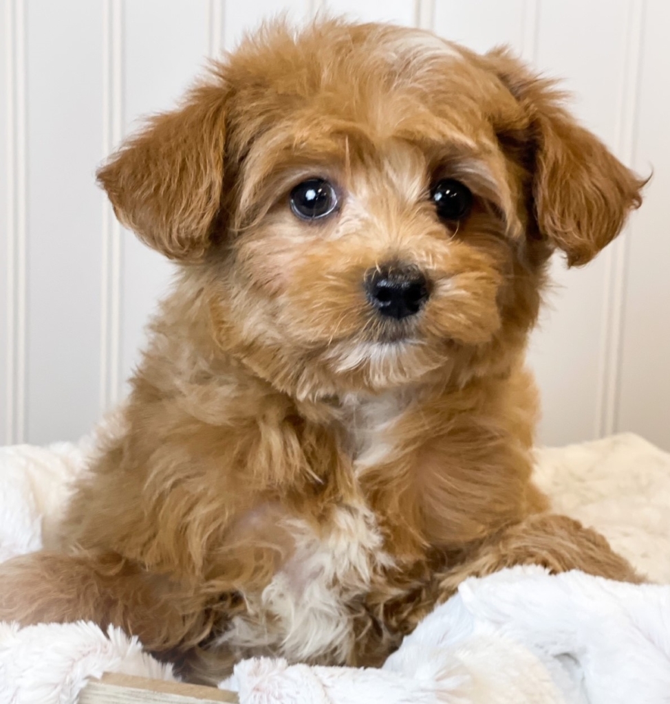 Tessie (Morkie-Poo) - Love My Puppy