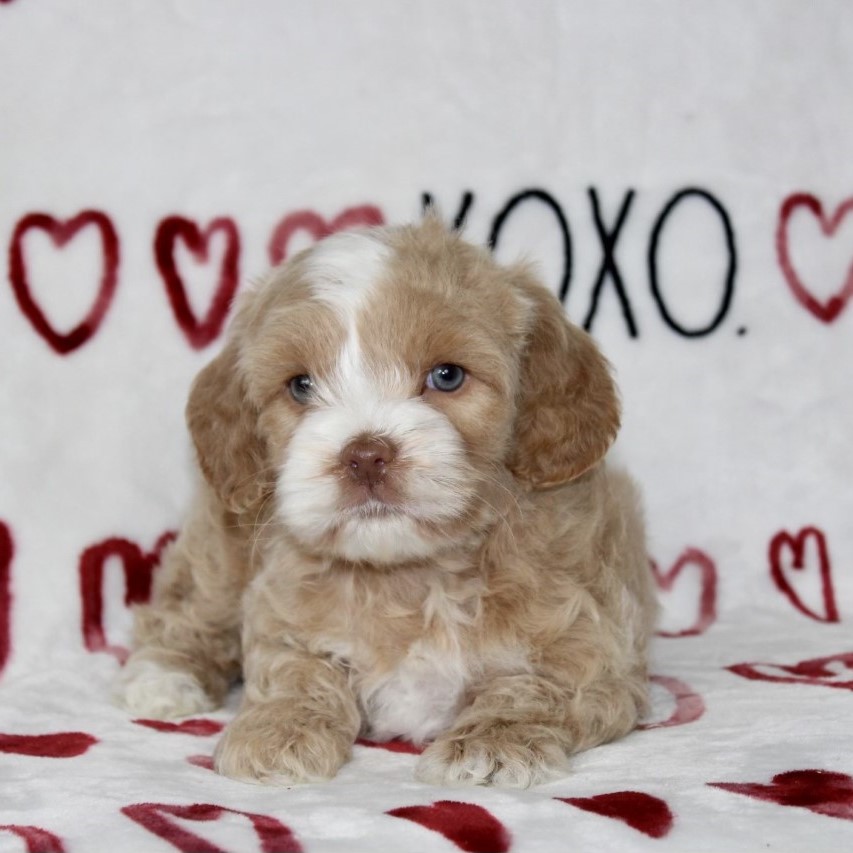 Togo (Cockapoo) | Love My Puppy Boca Raton