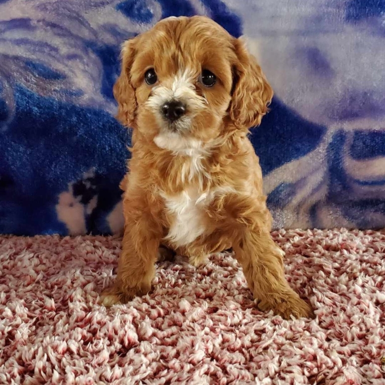 Chile (Cavapoo) | Love My Puppy Boca Raton