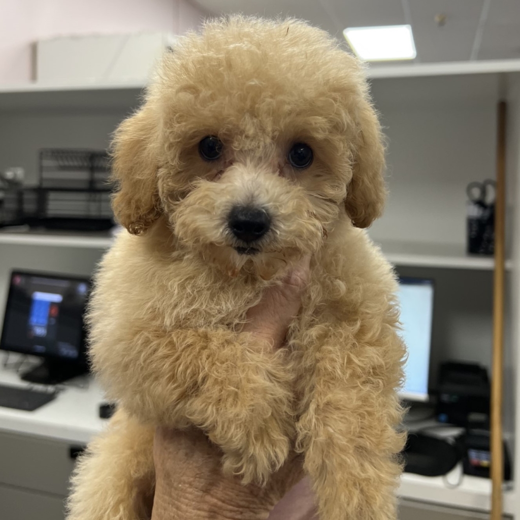 Barbie (Toy Poodle) | Love My Puppy Boca Raton