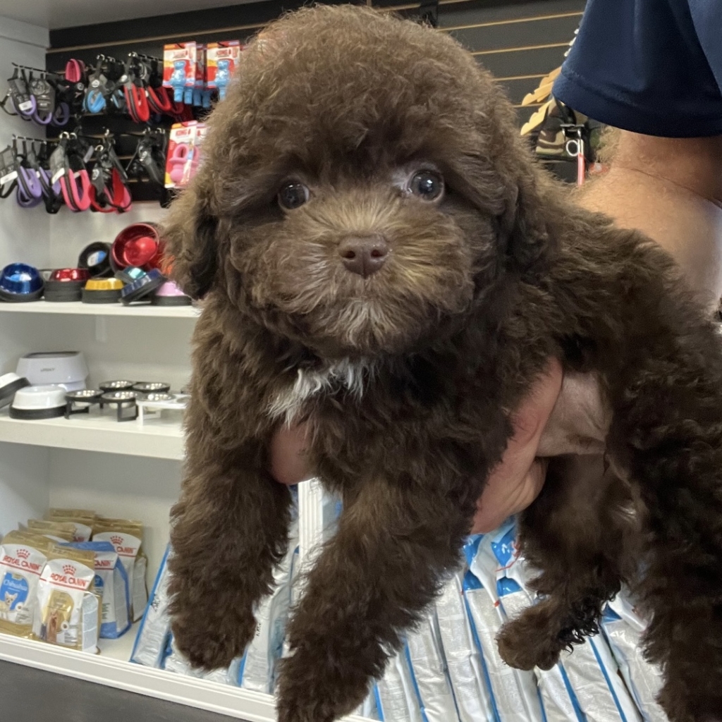 Snowball (Toy Poodle) | Love My Puppy Boca Raton