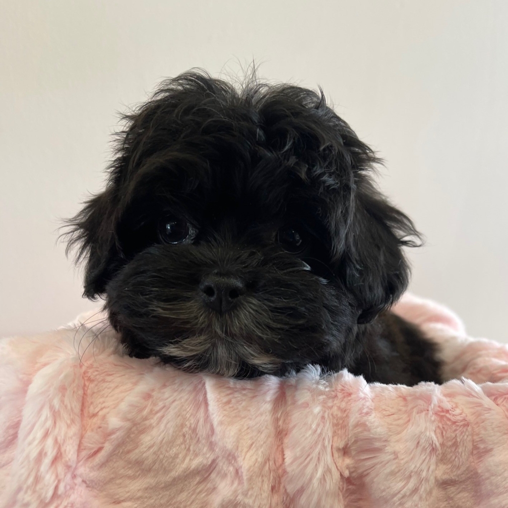 Waffle (Shih-Poo) | Love My Puppy Boca Raton