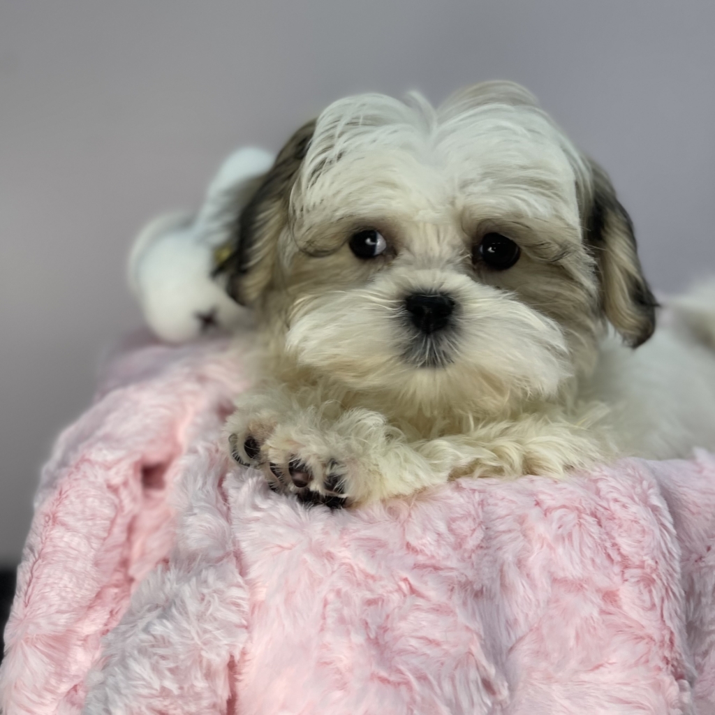 Mango (Malshih) | Love My Puppy Boca Raton