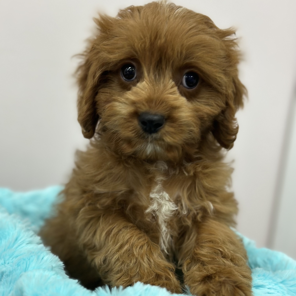 Bongo (Cavapoo) | Love My Puppy Boca Raton