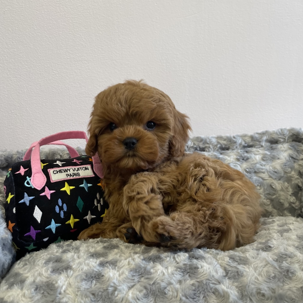 Rain (Cavapoo) | Love My Puppy Boca Raton