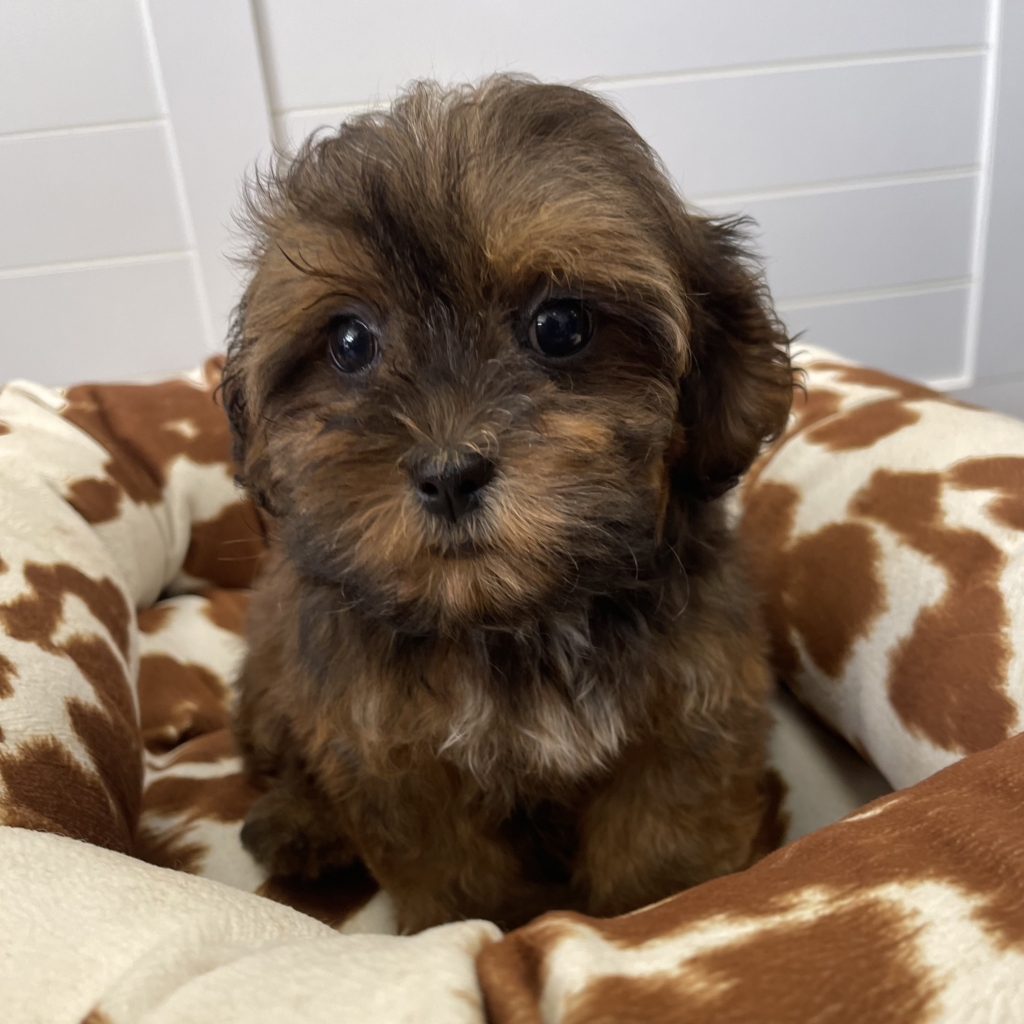 Tango (Shih-Poo) | Love My Puppy Boca Raton