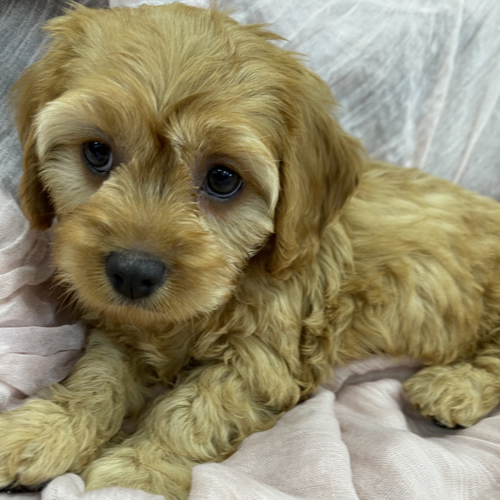Lovey (Cavapoo) | Love My Puppy Boca Raton