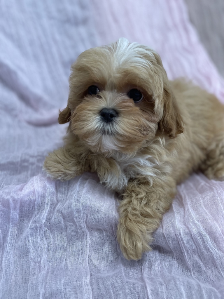 Sugar (Shih-Poo) | Love My Puppy Boca Raton