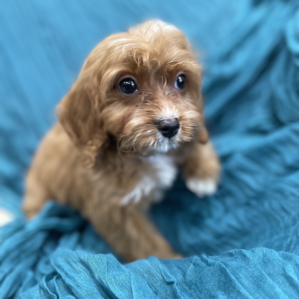 Asher (Cavapoo) | Love My Puppy Boca Raton