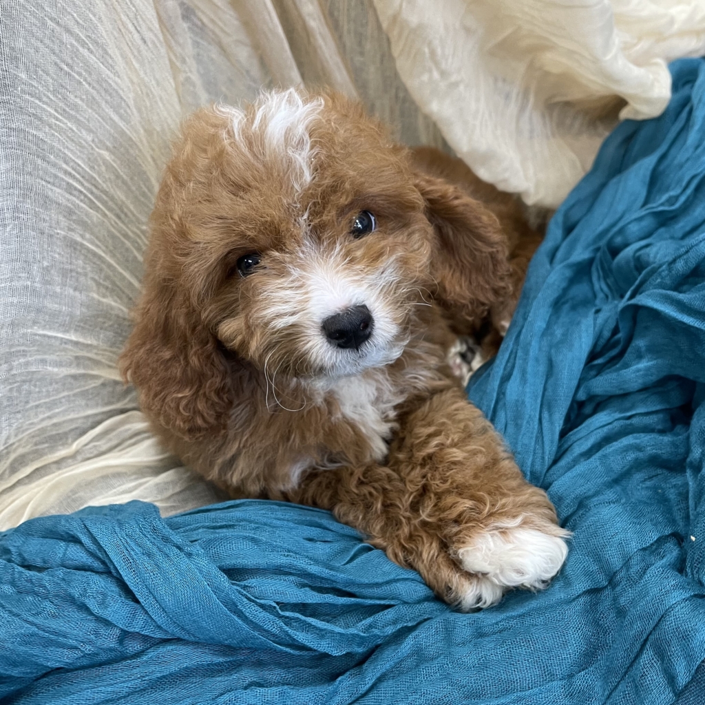 Coconut (Cavapoo) | Love My Puppy Boca Raton