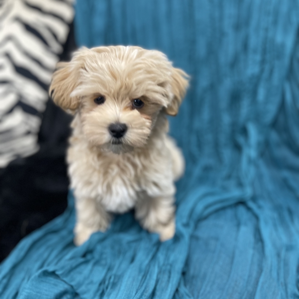 Jet (Maltipoo) | Love My Puppy Boca Raton
