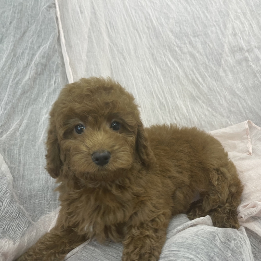 Mona Lisa (Cavapoo) | Love My Puppy Boca Raton