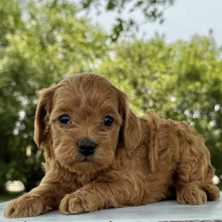 Ariel (Cavapoo) | Love My Puppy Boca Raton