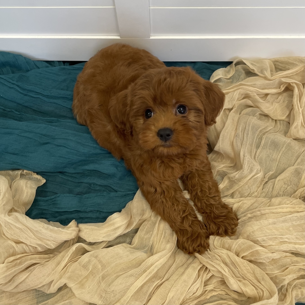 Emerald (Cavapoo) | Love My Puppy Boca Raton