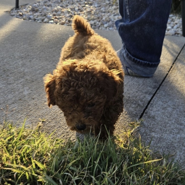 Odin (Toy Poodle) | Love My Puppy Boca Raton