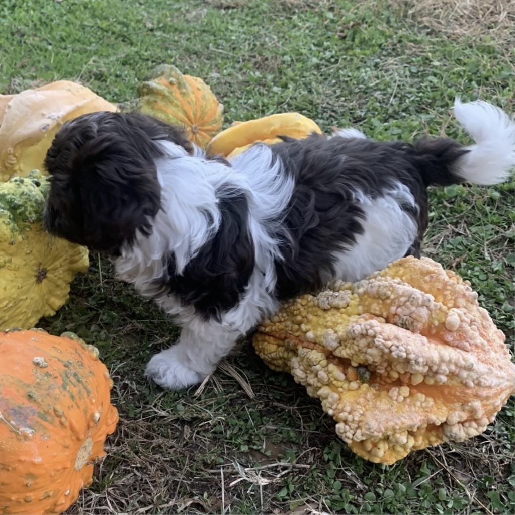 Fancy (Shih-Poo) | Love My Puppy Boca Raton